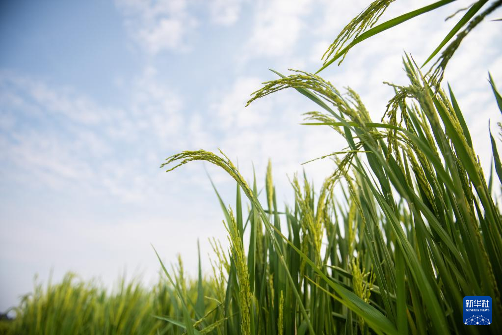 高さ1・8メートル、「巨大稲」が出穂 湖南省長沙市