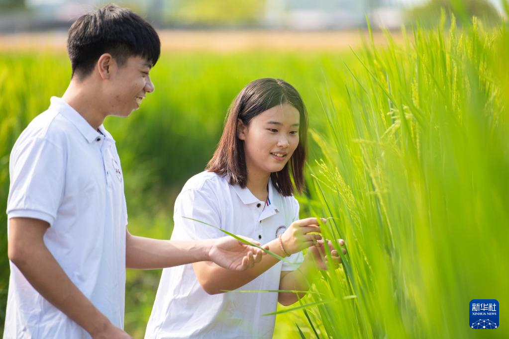 高さ1・8メートル、「巨大稲」が出穂 湖南省長沙市