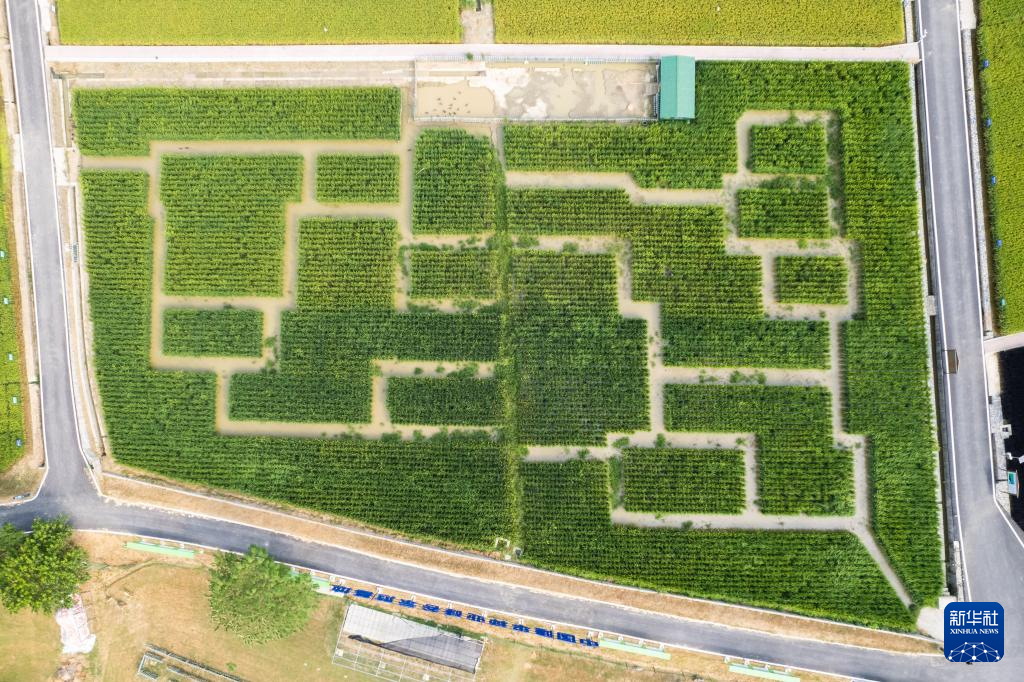 高さ1・8メートル、「巨大稲」が出穂 湖南省長沙市