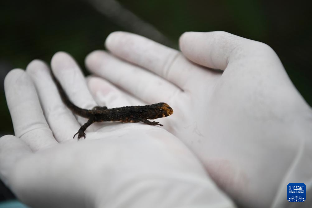 自然保護区のワニトカゲが繁殖期に 中国広西チワン族自治区