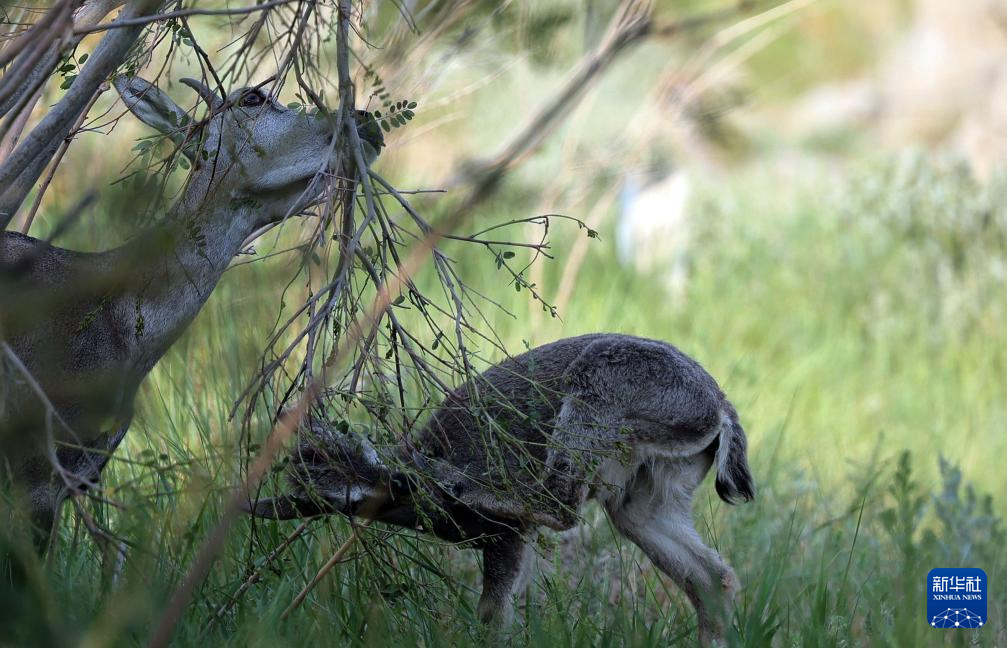 甘徳爾山でバーラルの生息数増加 内モンゴル自治区烏海市