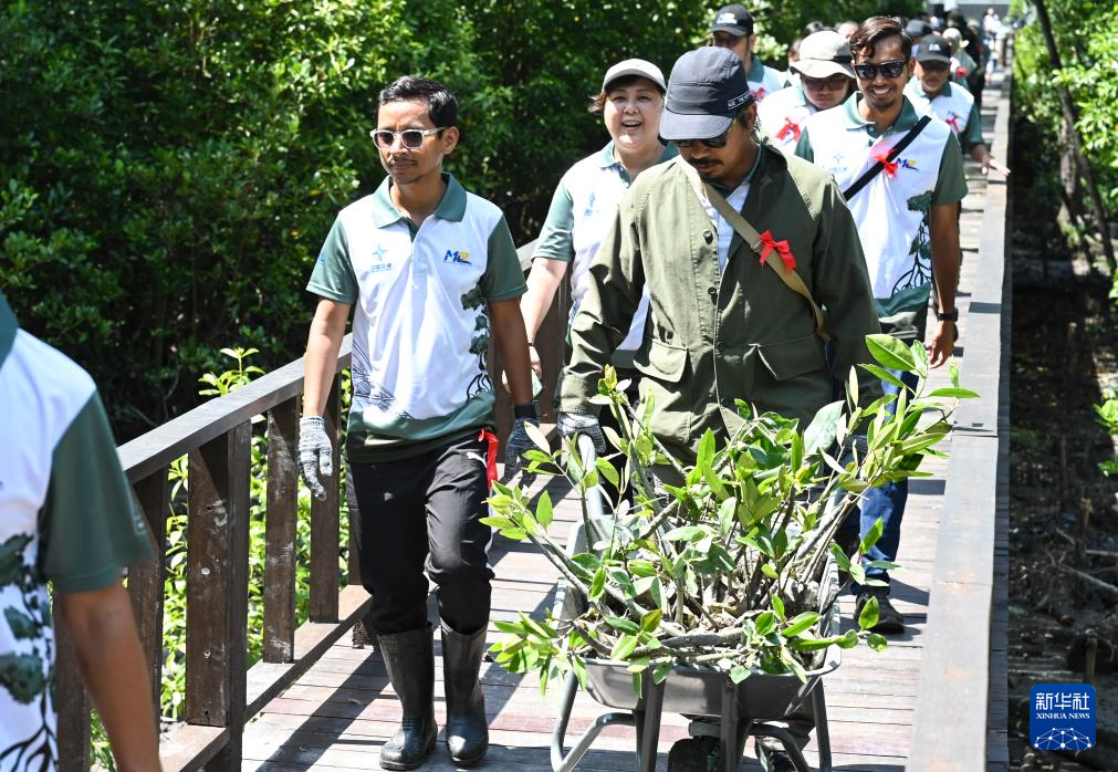 中国とマレーシアの企業、クラン川河畔でマングローブ林の再生活動