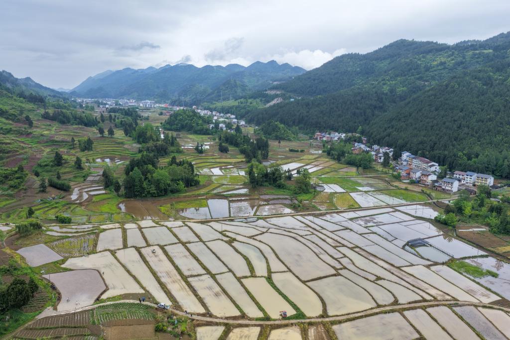 山間部の高規格農地で農作業が本格化 中国重慶市